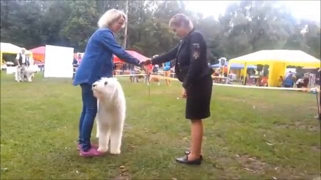 Наши домашние питомцы 04.09.2016 выставка Звездопад в Сокольниках