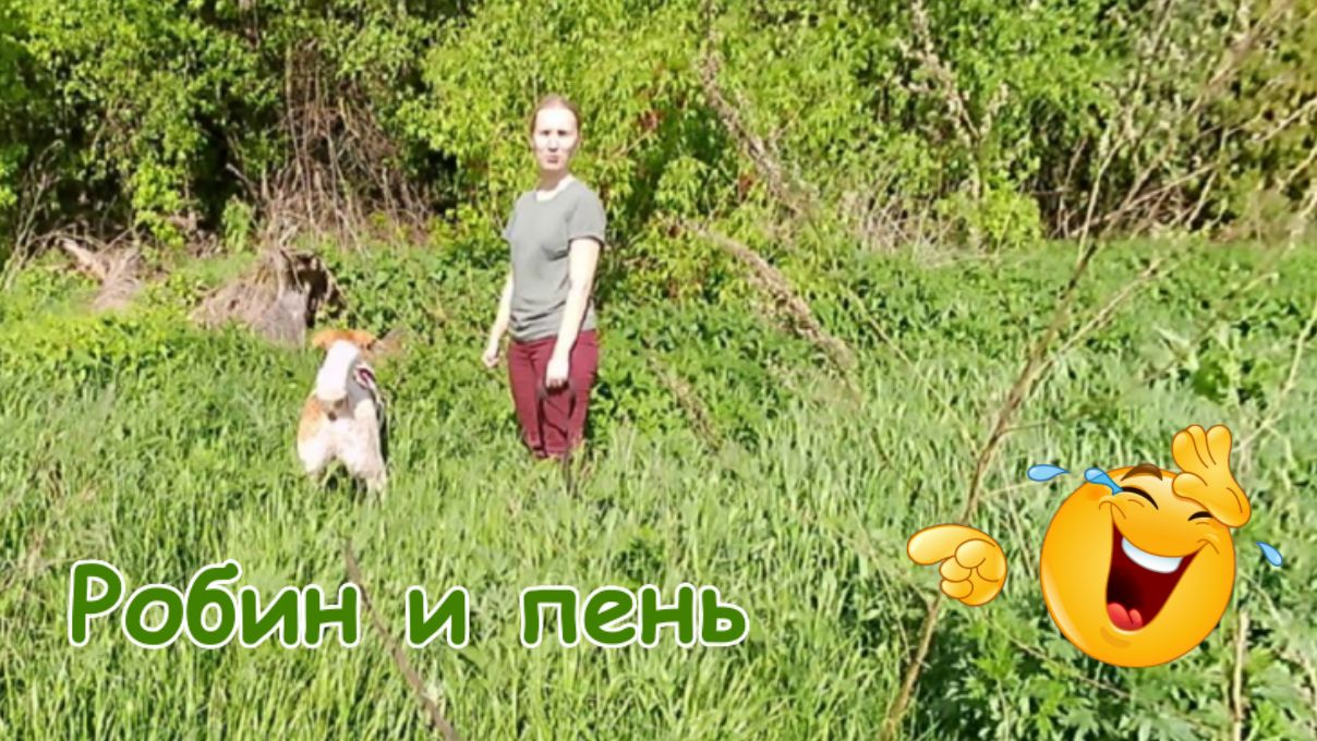 Робин и пень )))