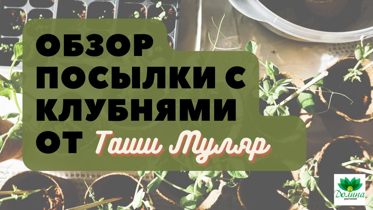 Видео-обзор от Таши Муляр ⚡️ Распаковка посылки с цветами ?