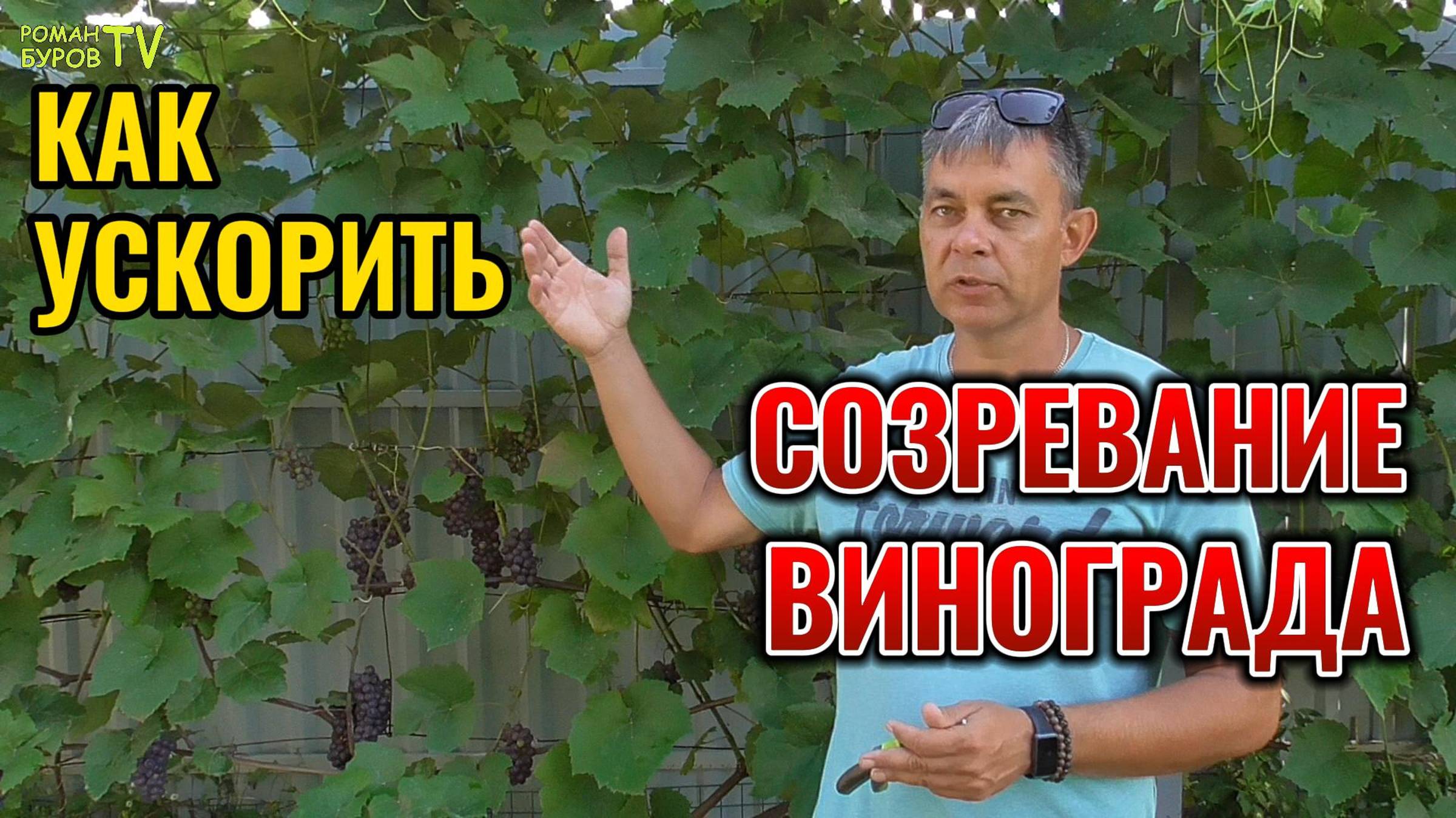 🍇 Солнечные грозди уже в августе! ☀️ Проверенные методы ускорения созревания винограда! 🍇
