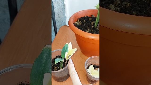 Не рекомендую!?#ЗАМИОКУЛЬКАС вариегатный?О приобретении и размножении? #цветы #растения #shorts