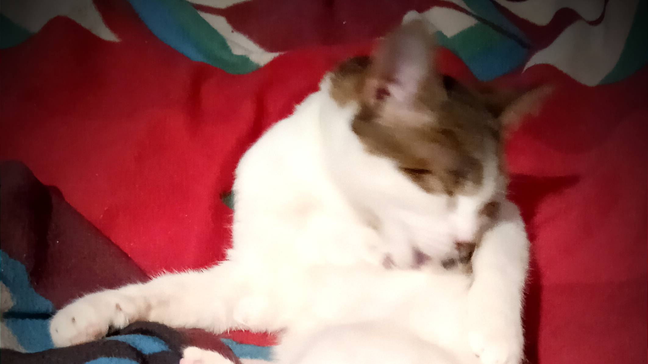 что с котом ? что ты с ним сделал?