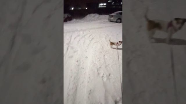 Прогулка на Новый год 2024