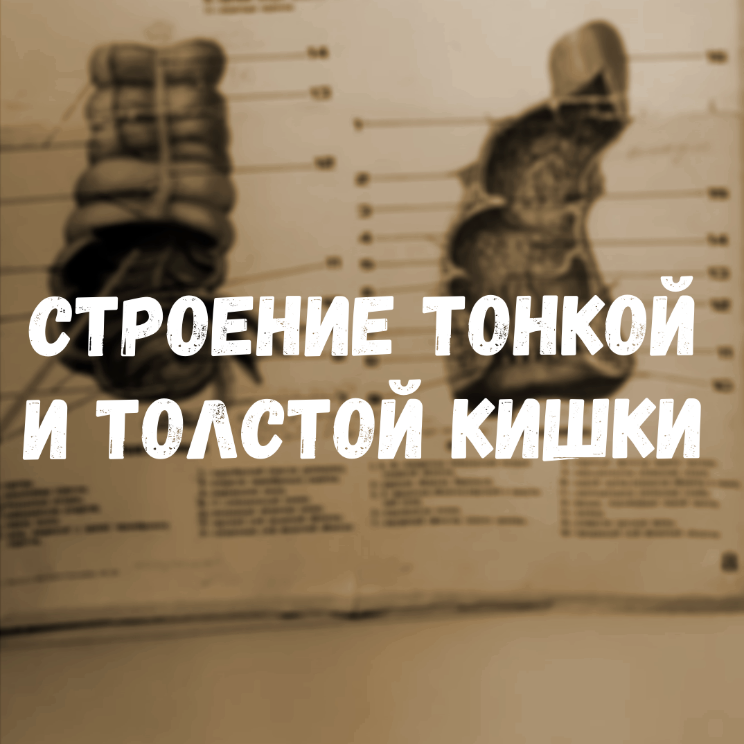 Строение тонкой и толстой кишки (ЗБМК)