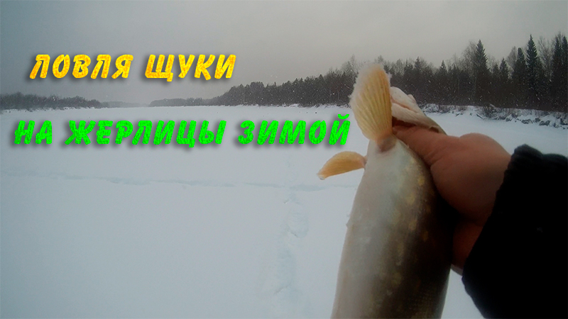 ЛОВЛЯ ЩУКИ НА ЖЕРЛИЦЫ. РЫБАЛКА СО 100 % РЕЗУЛЬТАТИВНОСТЬЮ