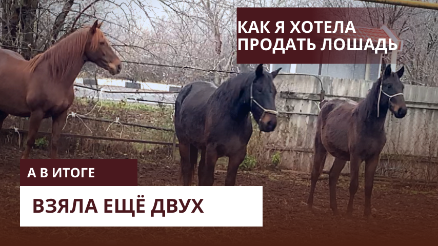 Хотела продать лошадь, а в итоге купила ещё двух коней