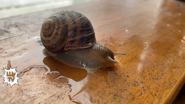 Расслабон #Улитка #релакс #Корнелюк