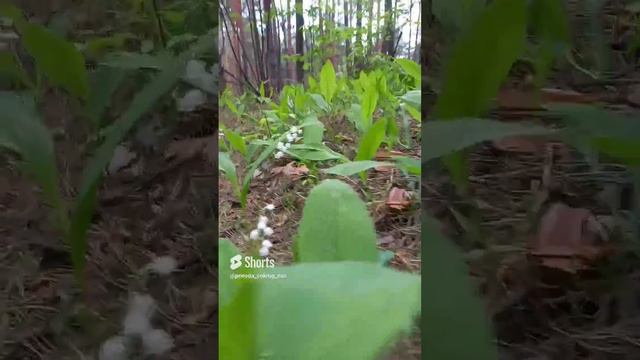 ❗Я подарю вам ландыши❗ #shorts #short #video #shortsvideo #shortvideo #nature #funny #funnyvideo