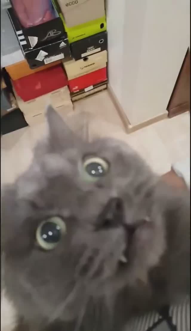 Кот умеет прыгать вверх, а шпиц - нет!