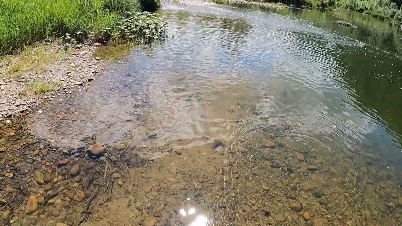 что запрещено завтра разрешено shorts