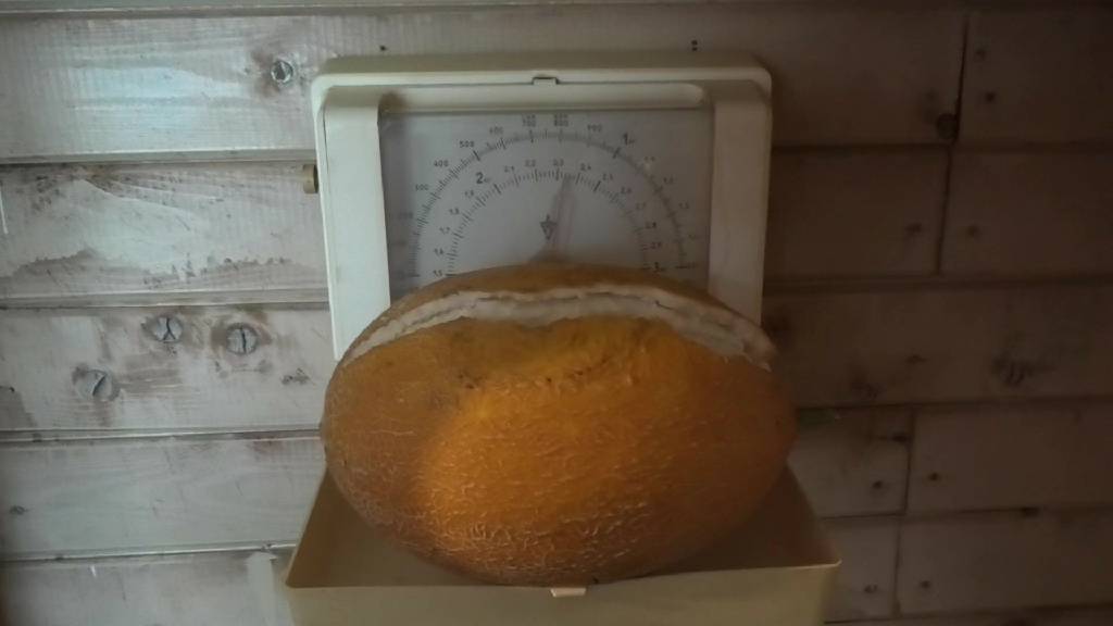 21-23 09 2023г дачные дела,созрела дыня алтайская