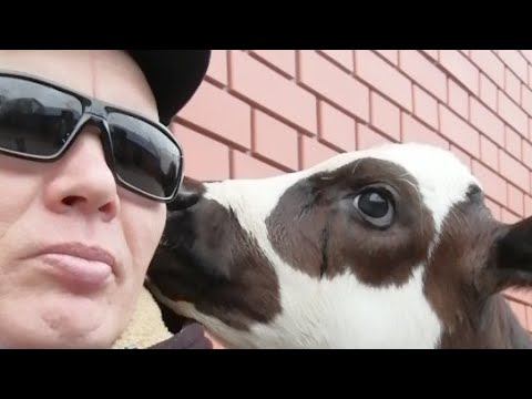 Нашему бычку месяц, забыл маму, меня считает мамой.