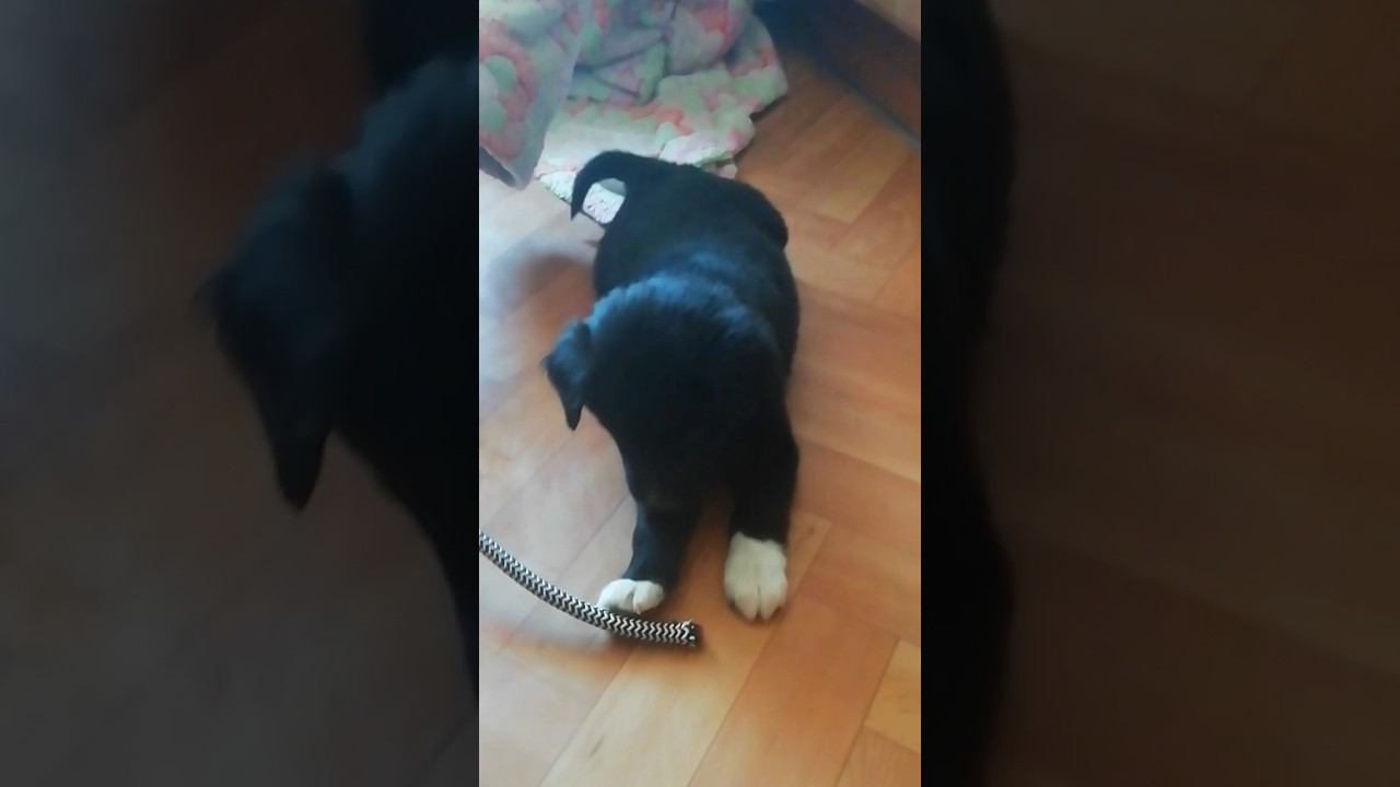 Маленькая Айка 😊 #собачки #щенки #животные