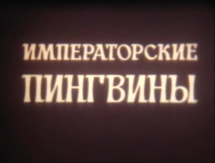 Императорские пингвины