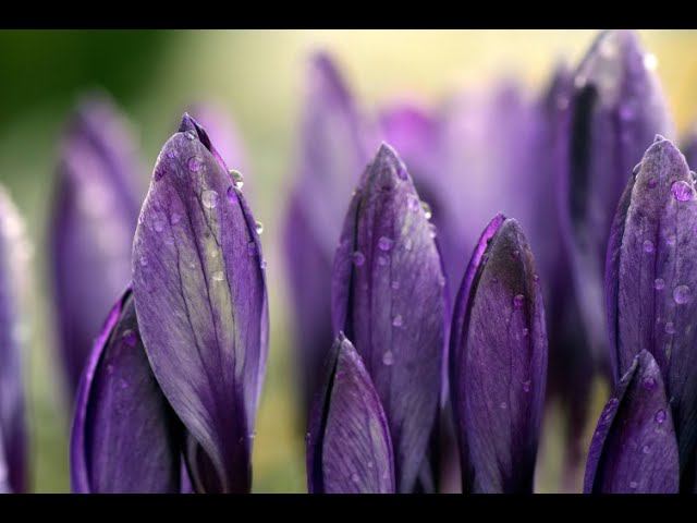 Такая она весна!