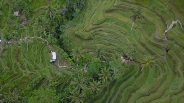 Bali. Самые Страшные Качели на Бали. Отель на НЕБЕ. Водопады и Рисовые Террасы.mp4