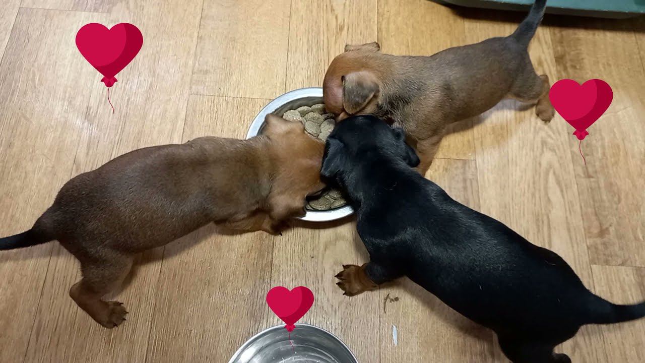 Кормление месячных щенков цвергпинчера / Feeding your miniature pinscher puppies, 1 months