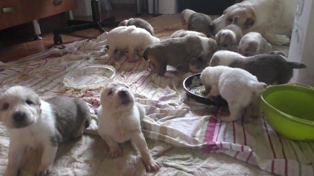 Щенкам 20 дней - учатся кушать из миски