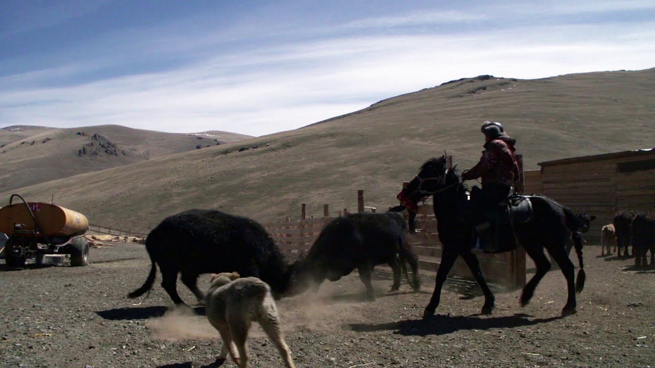 Теленгит рок