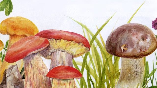 Съедобные грибы