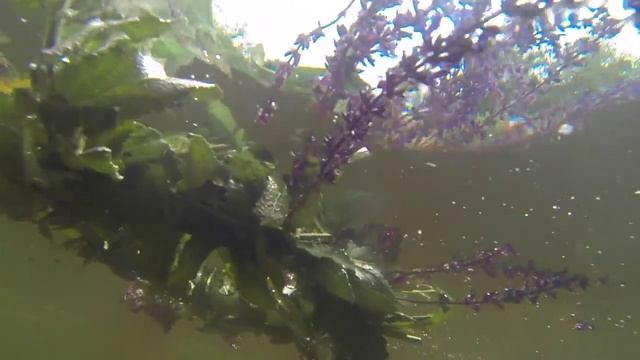 Фестиваль СалмыШОК 2015.