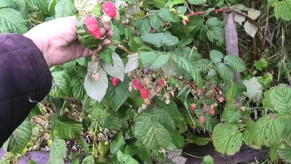 1-6 10 2022г малина Изобильная Казакова характеристика ,капуста сорт подарок характеристик.Дробилка.