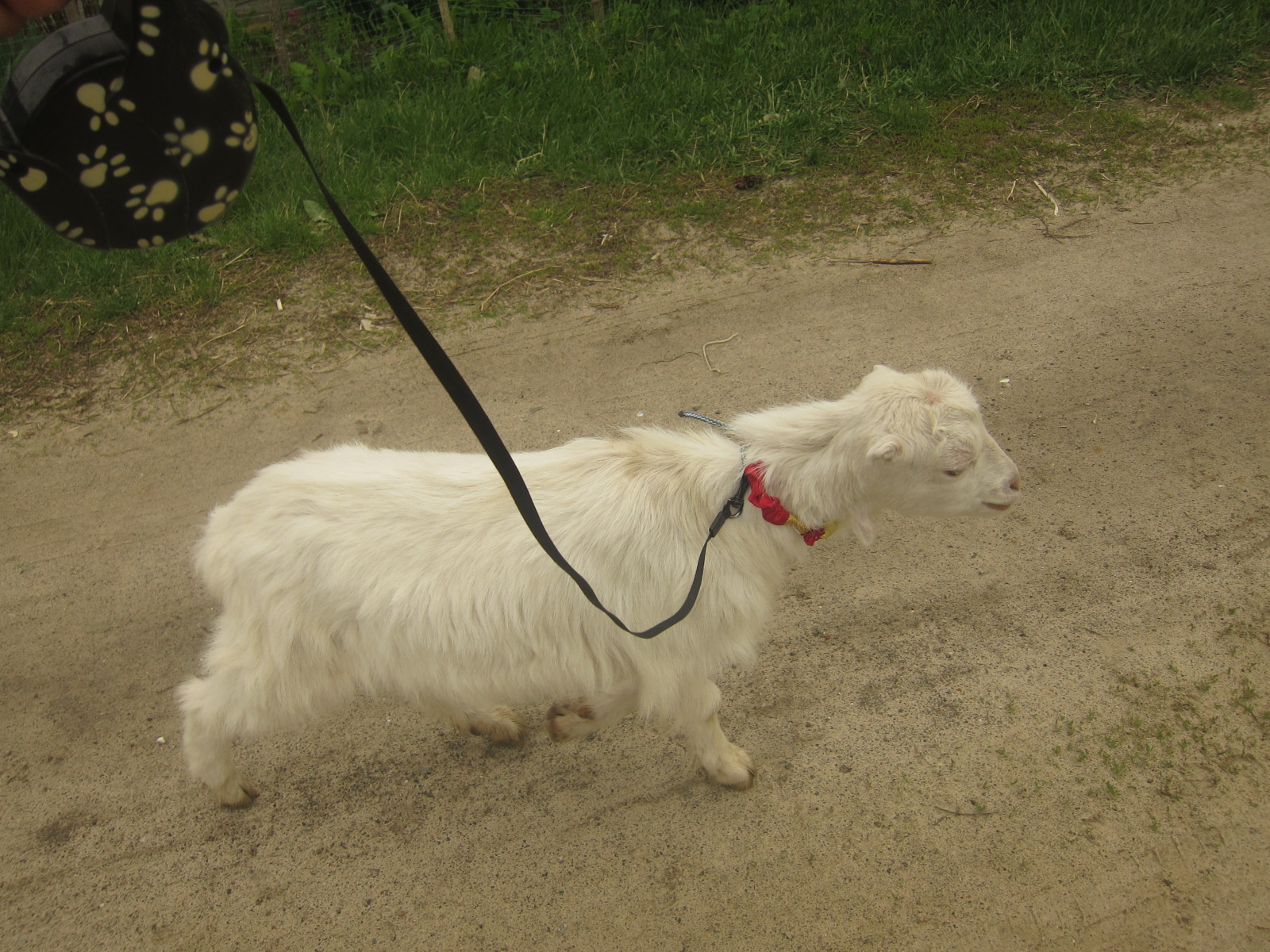 как Розя гуляет на поводке