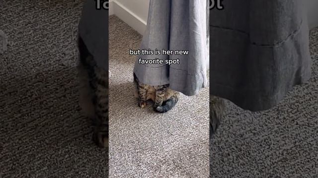 Бог маскировки (Кот Снейка)