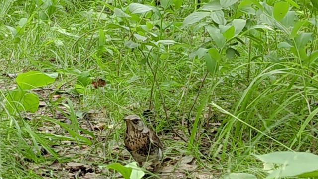 Челябинск Парк Гагарина. Игра на гитаре без слов для души. Общение с природой.  06.07.1024г.