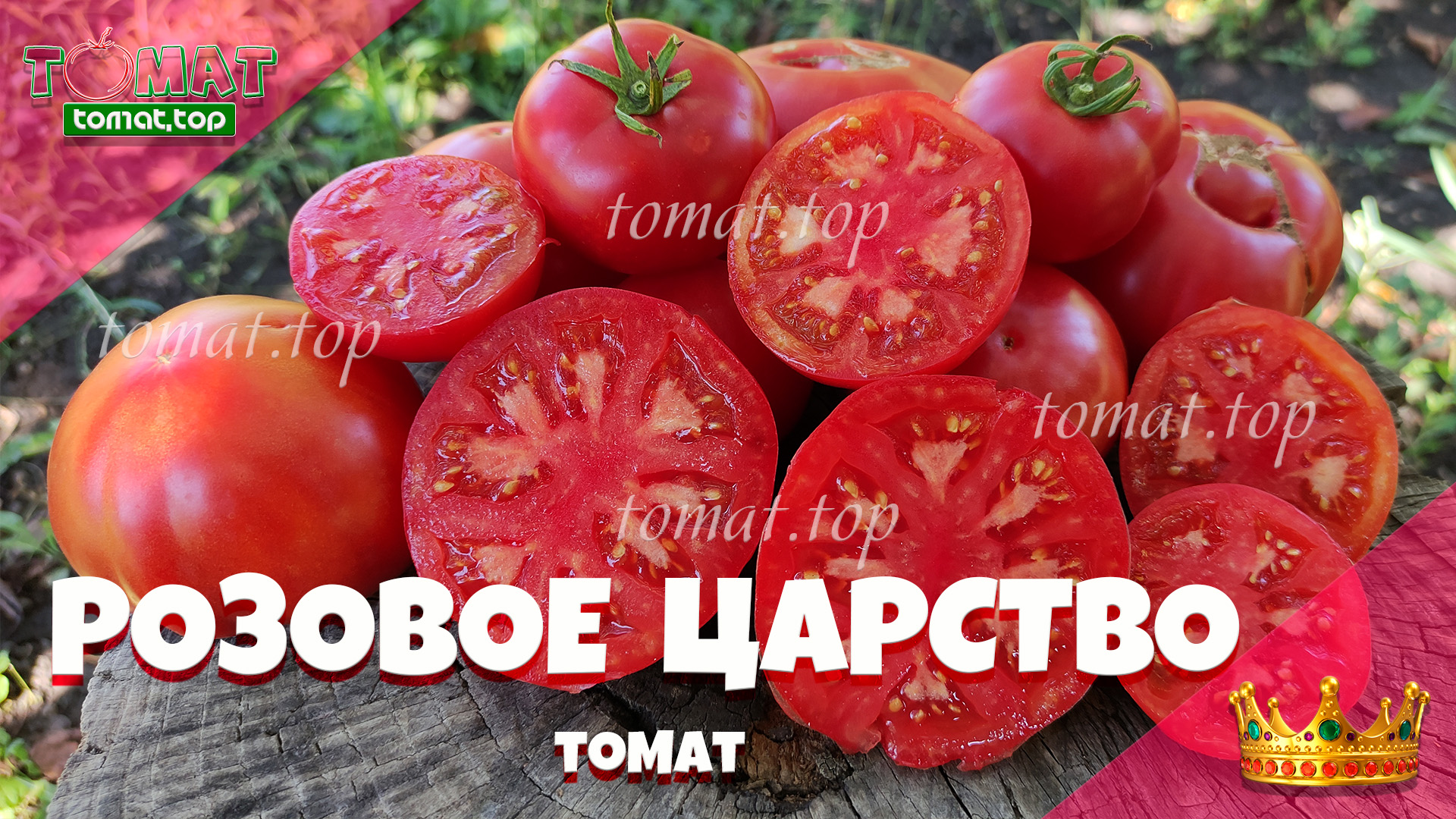 Томат Розовое царство. Описание сорта, характеристики и отзыв о сорте