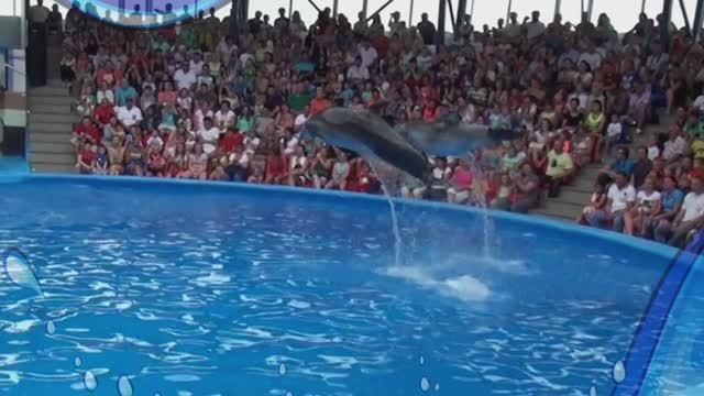 Дельфинарий Адлер 2015 видеомонтаж на заказ портфолио