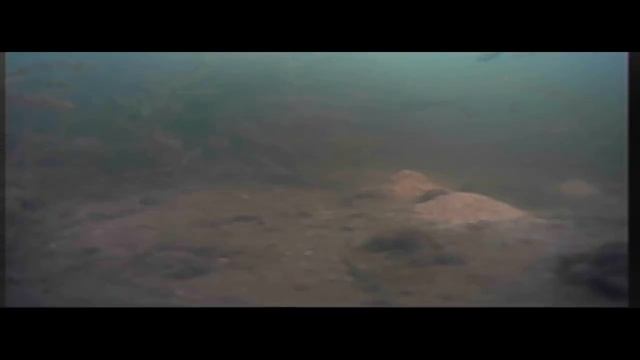 Охота на Императорского Линя!!!Камера Мурена(Практик Актив).mp4