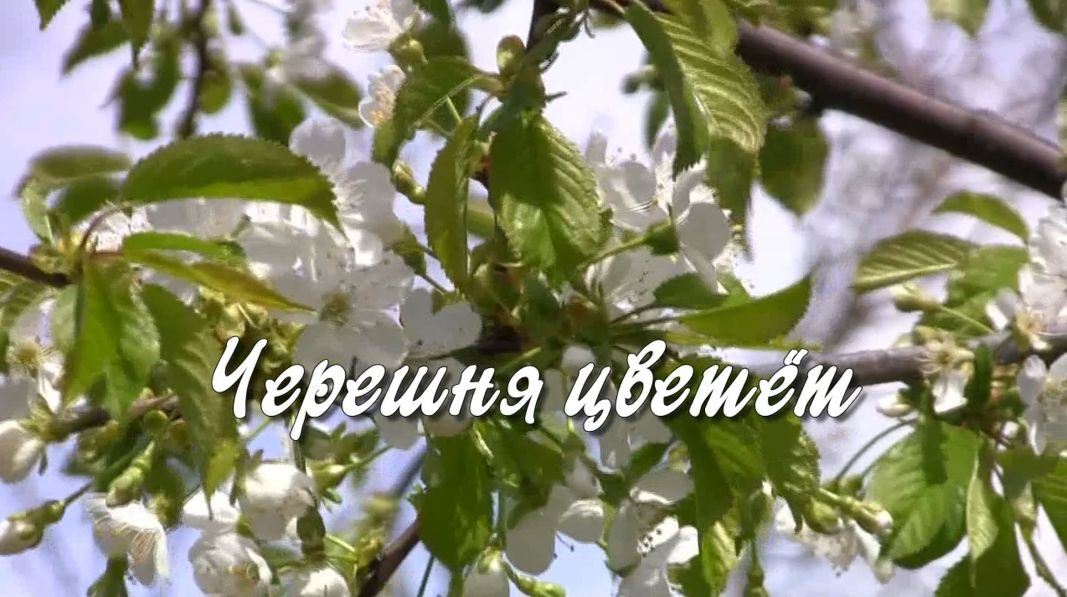 Черешня цветёт. Дачные картинки 2022.mp4