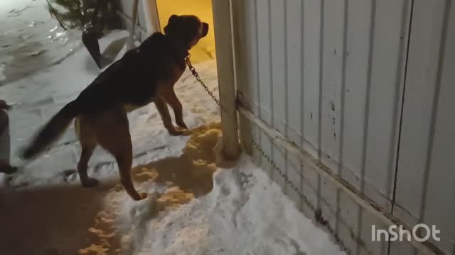 93) СОБАКА Породы ОВЧАРКА по Кличке Верба в Городе ПЕНЗА 01 Февраля 2023