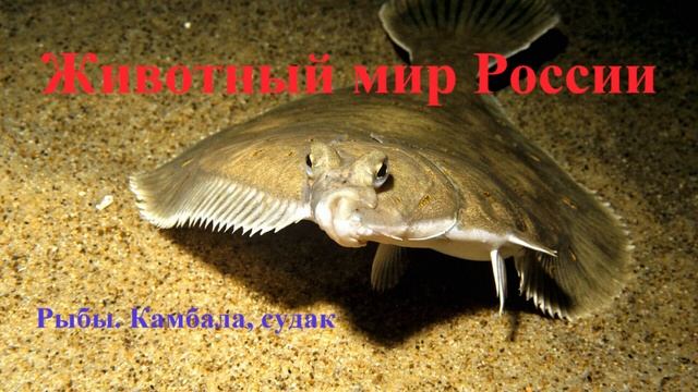 Рыбы. Камбала, судак