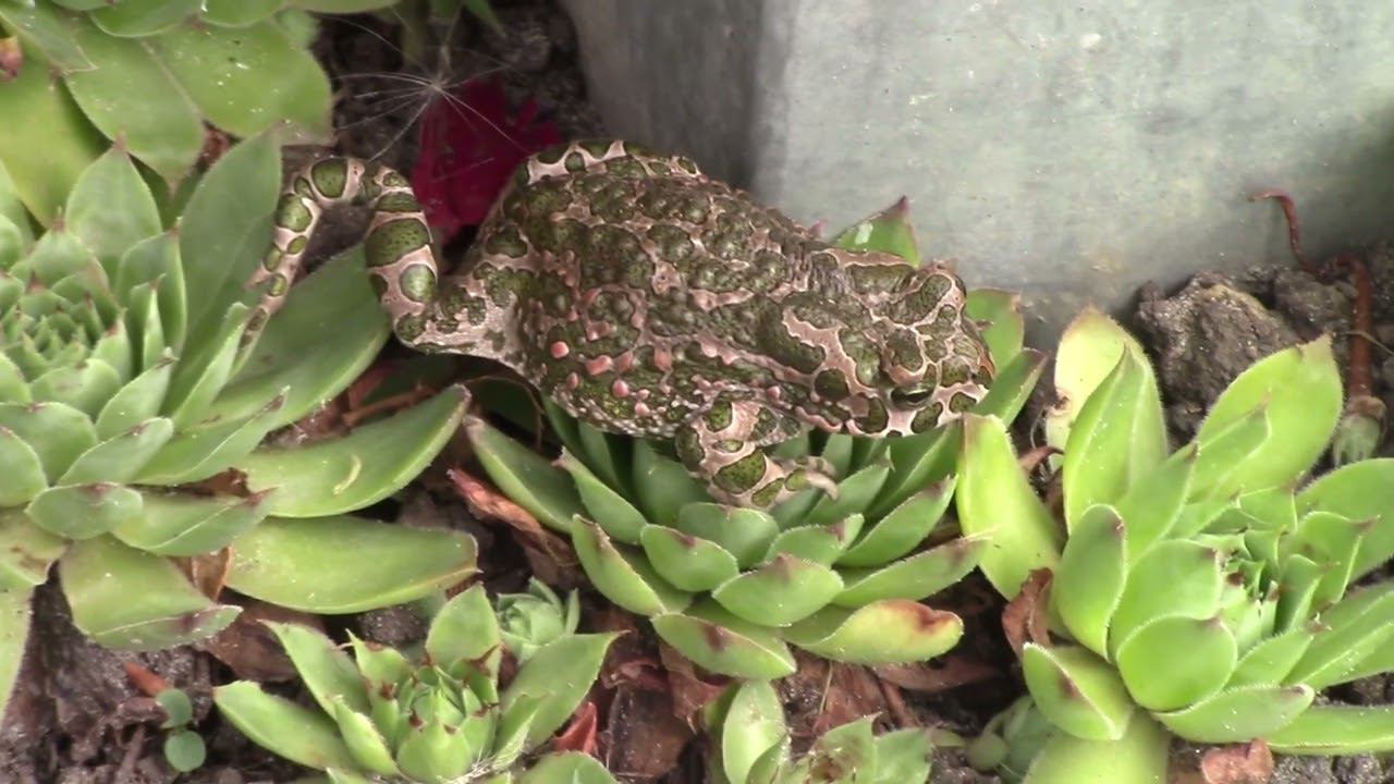 Лягушка - подружка..