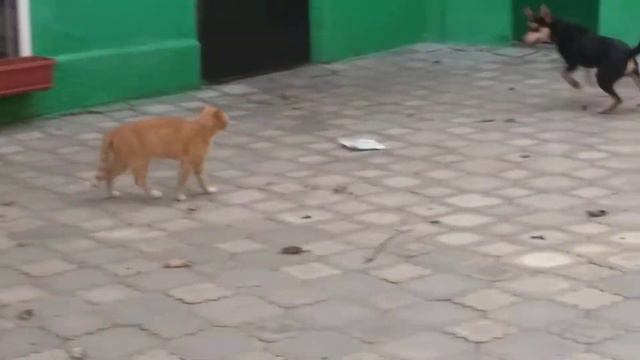 Кузя и ботя