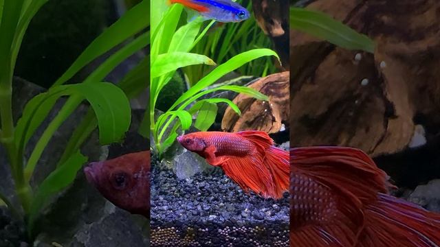Повседневность аквариумного петушка