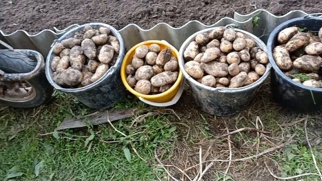 Картошка в грядке и рекордный урожай  без особых усилий.