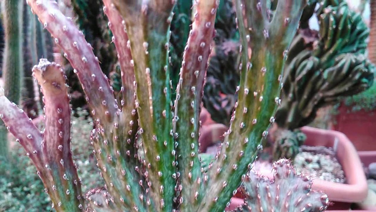 Футаж для видео монтажа  Кактусы 12