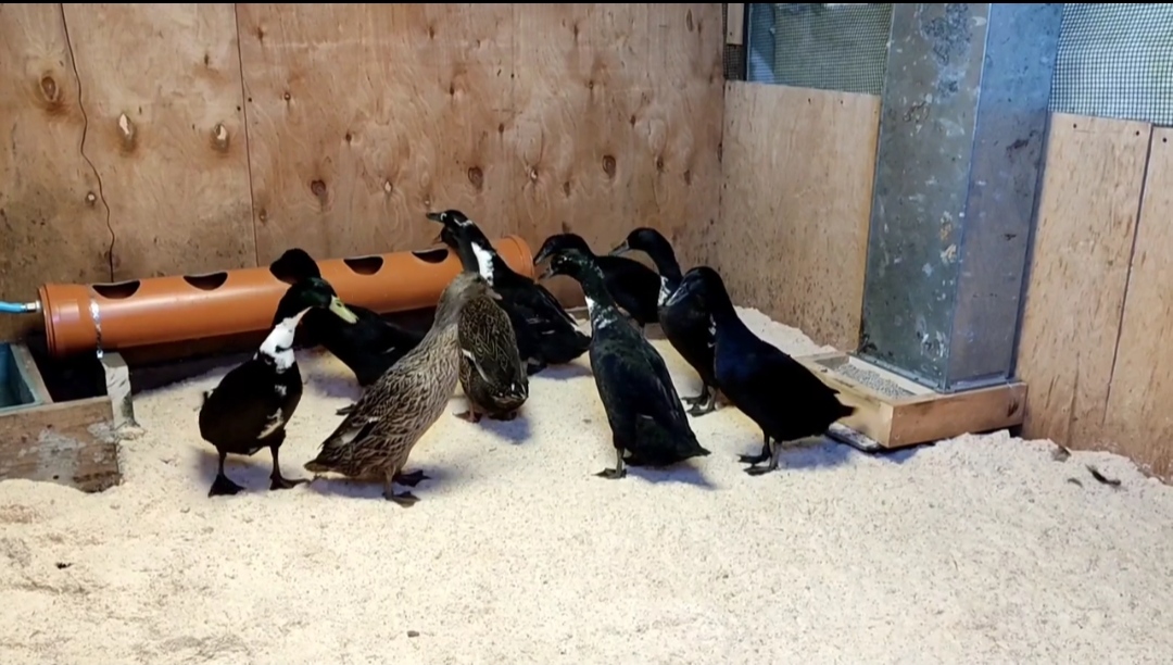 Зимний автономный утятник. Первые сутки Часть 4. Winter autonomous duckling. The first day Part 4