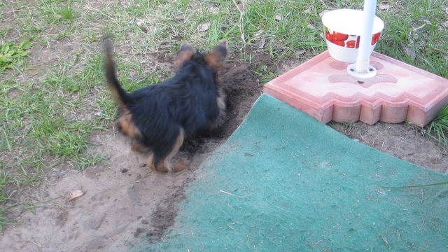 Люлюська  в поисках клада