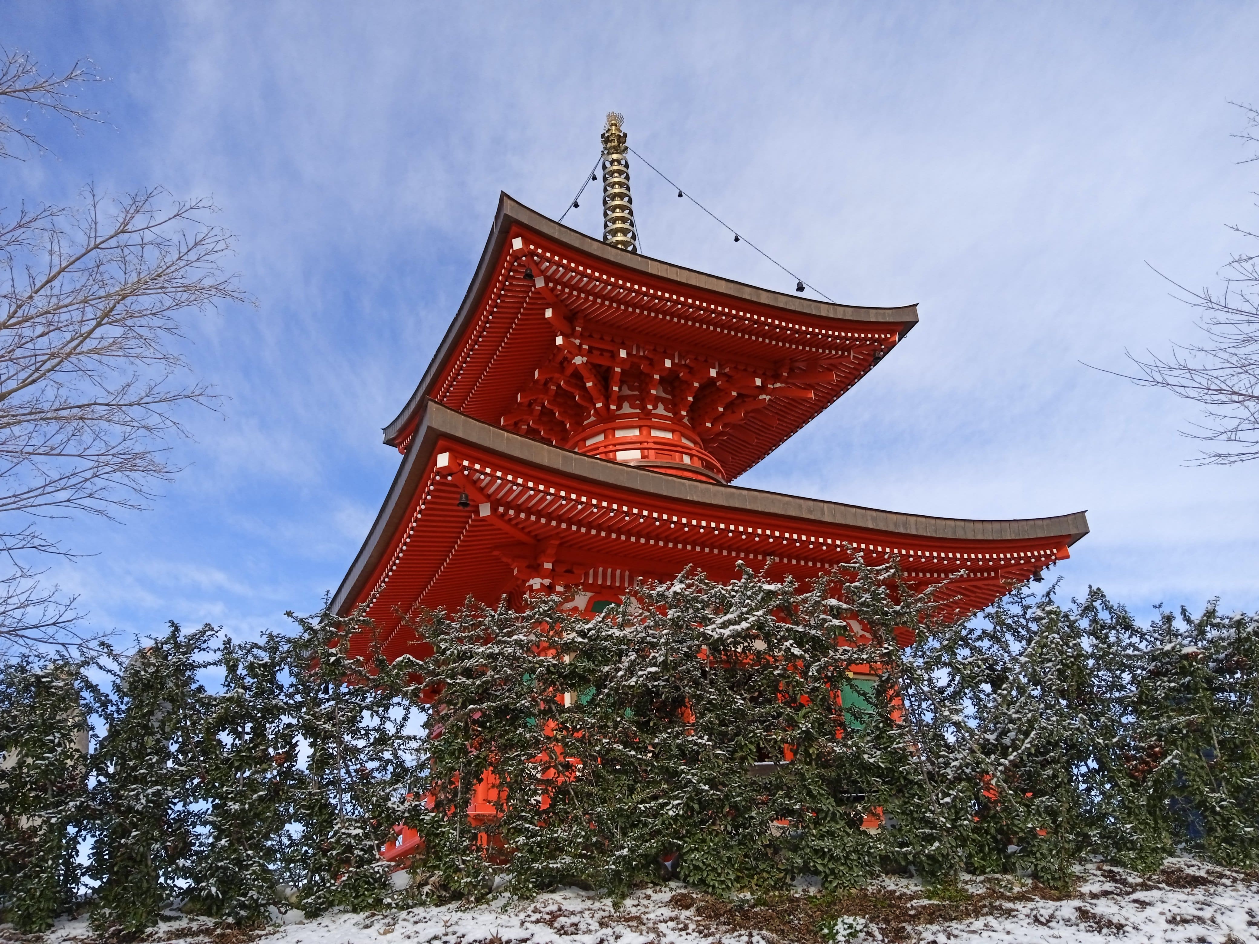 Японосад 12.01.2024