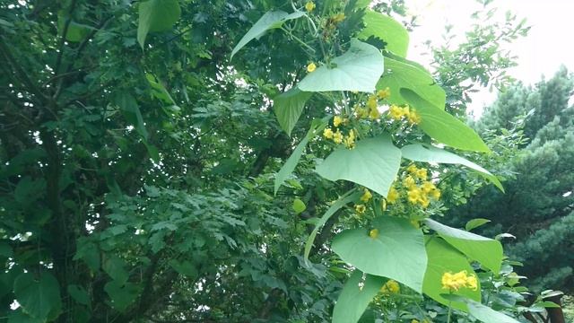 Тладианта сомнительная (дат. Manchurisk agurk, лат. Thladiantha dubia). Ботанический сад Орхус 4 авг