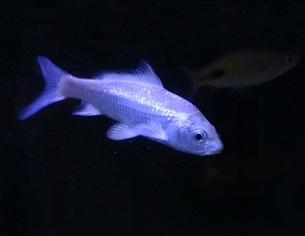 191.Диковины от Install 2.mp4