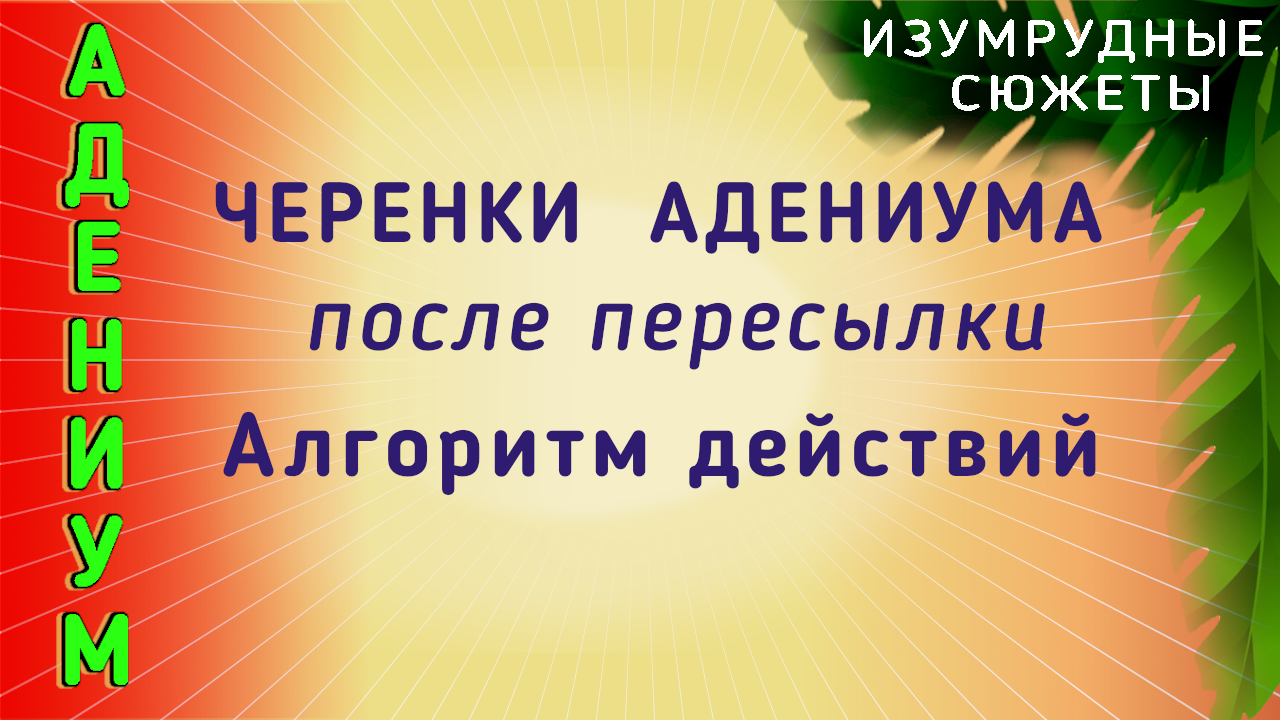 Адениум. Черенки Адениума После Пересылки. Как Правильно укоренять.