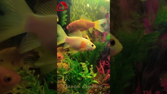 Медитация на минутку. Рыбки в аквариуме - красивое