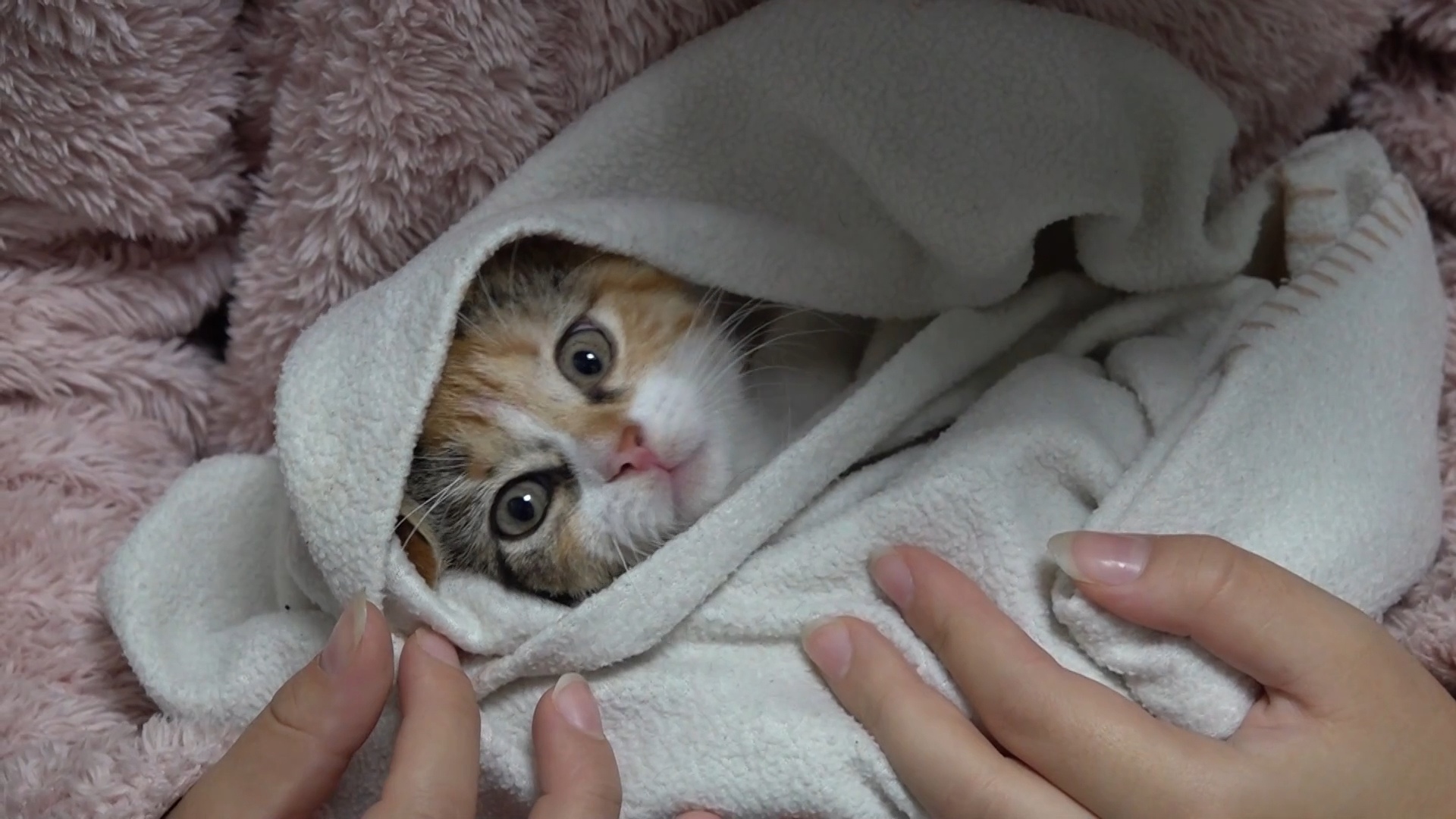 Программа «Добрыня» от 29 октября 2023 года