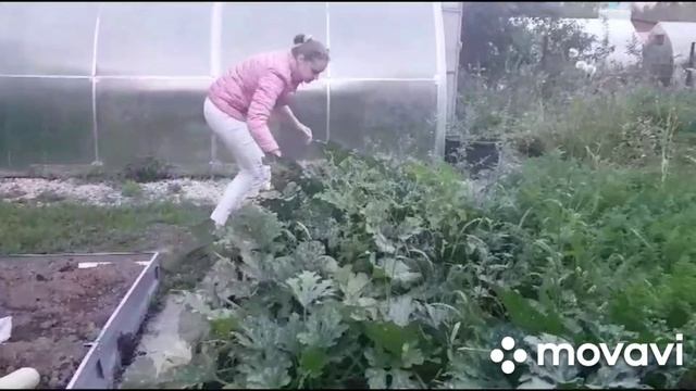 вечерний сбор клубники от 22.08.23