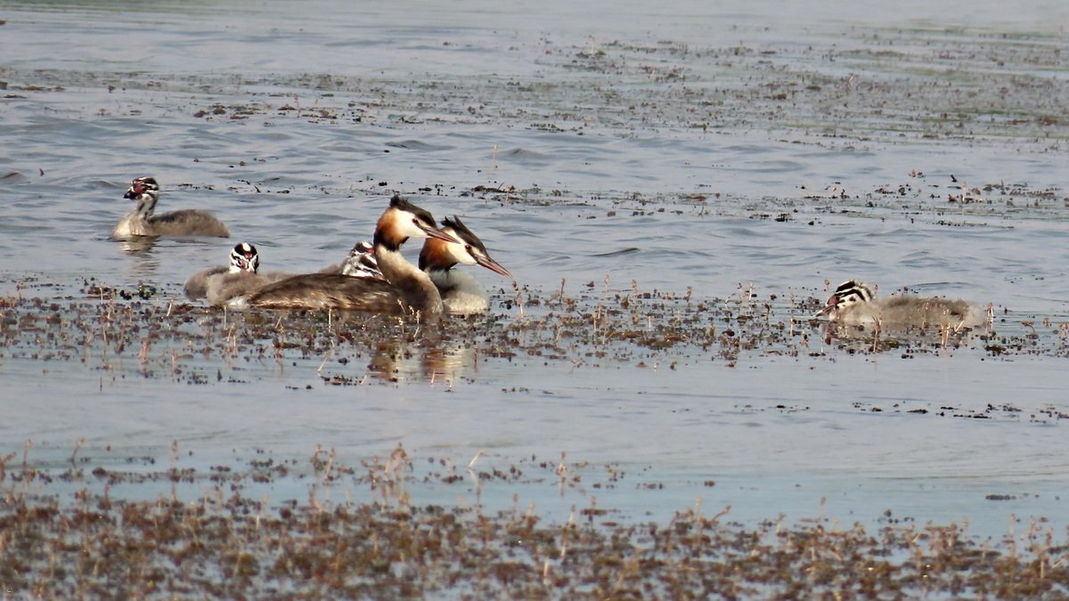 Чомги - большие поганки. Семья с 5 птенцами. Как взрослеют птенцы чомг. Начало, июнь-июль 2023